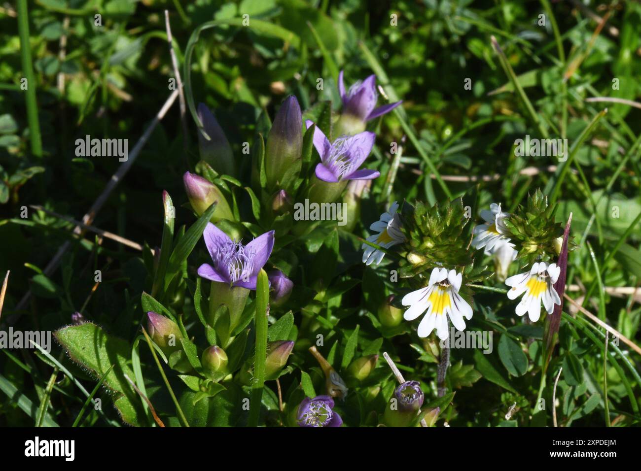 Autumn Gentian" Gentianella amarella", small, purple blue flower with ...
