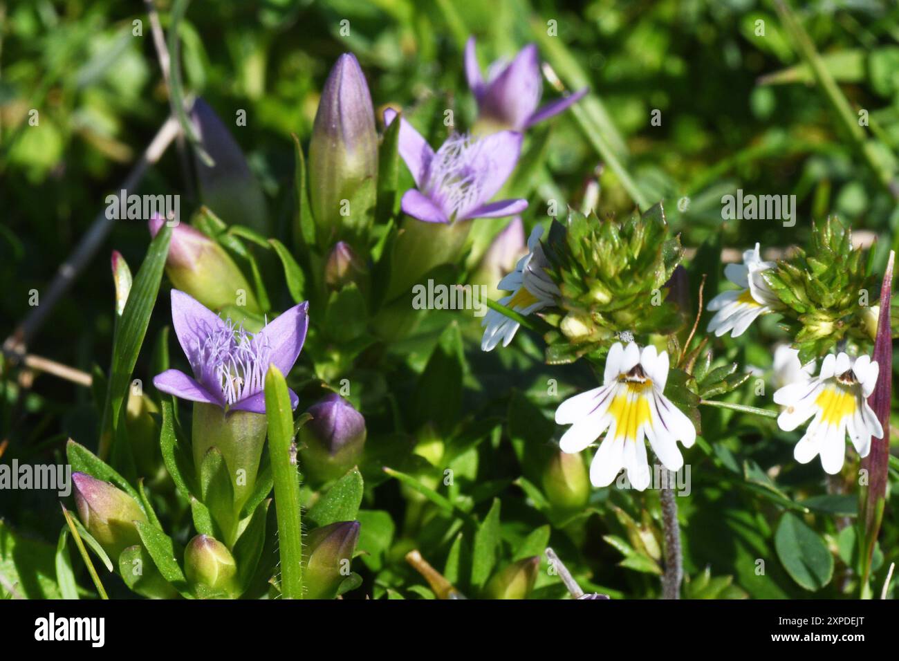 Autumn Gentian" Gentianella amarella", small, purple blue flower with ...