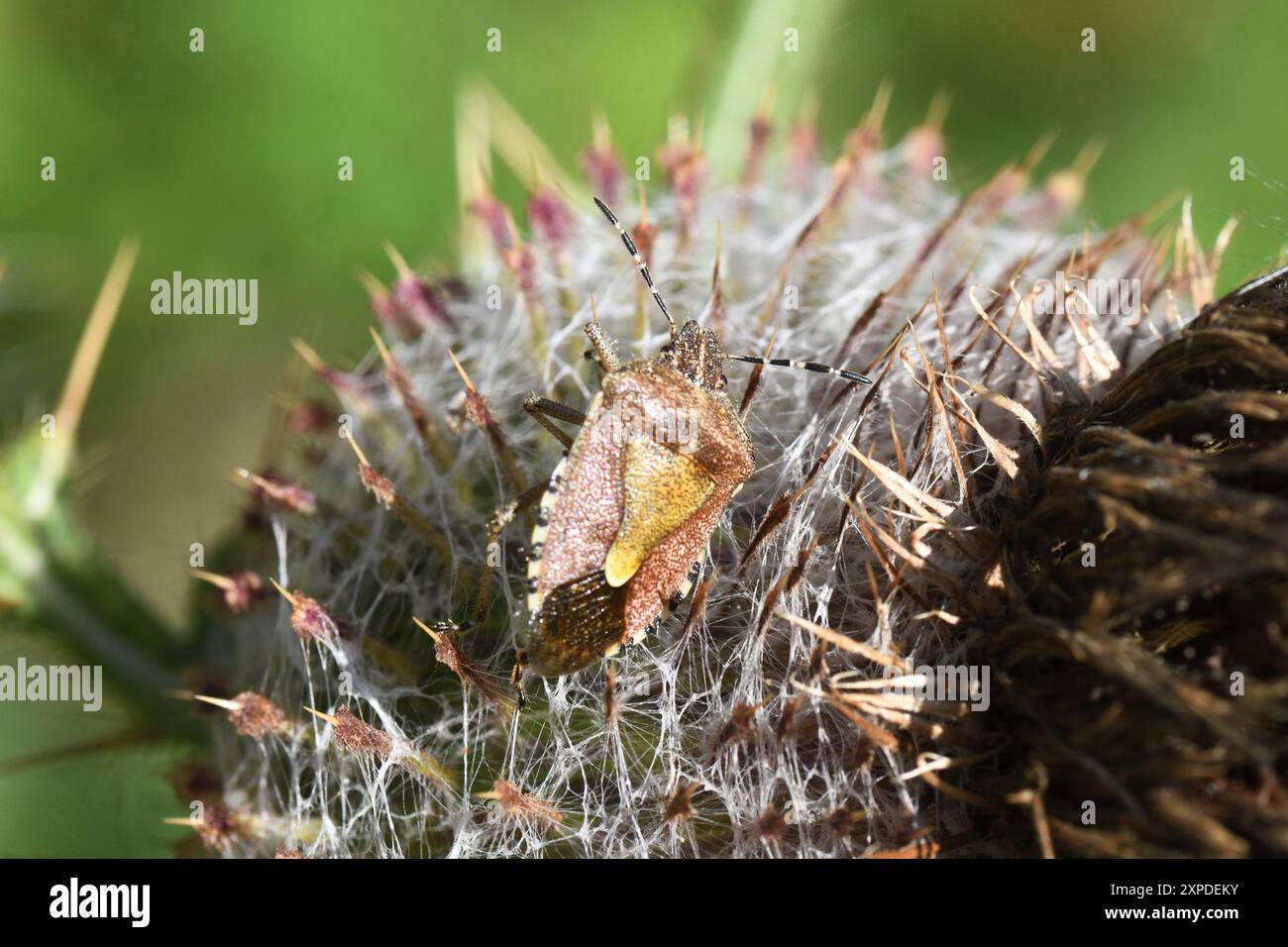 Sloe Bug,"Dolycoris baccarum" a member of the Pentatomidae family of ...