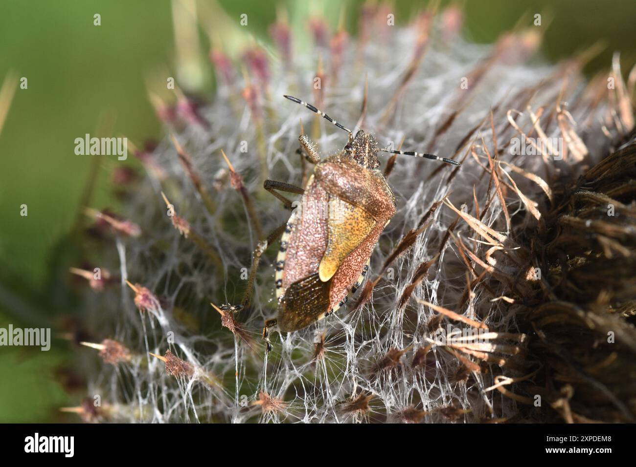 Sloe Bug,"Dolycoris baccarum" a member of the Pentatomidae family of ...