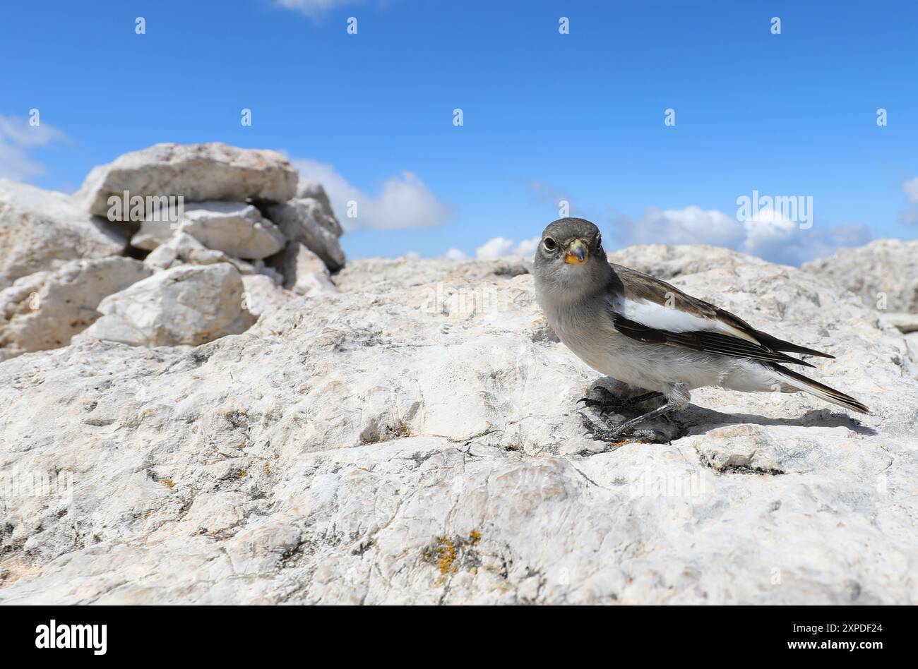 small mountain bird on the rocks looking directly into the lens of ...