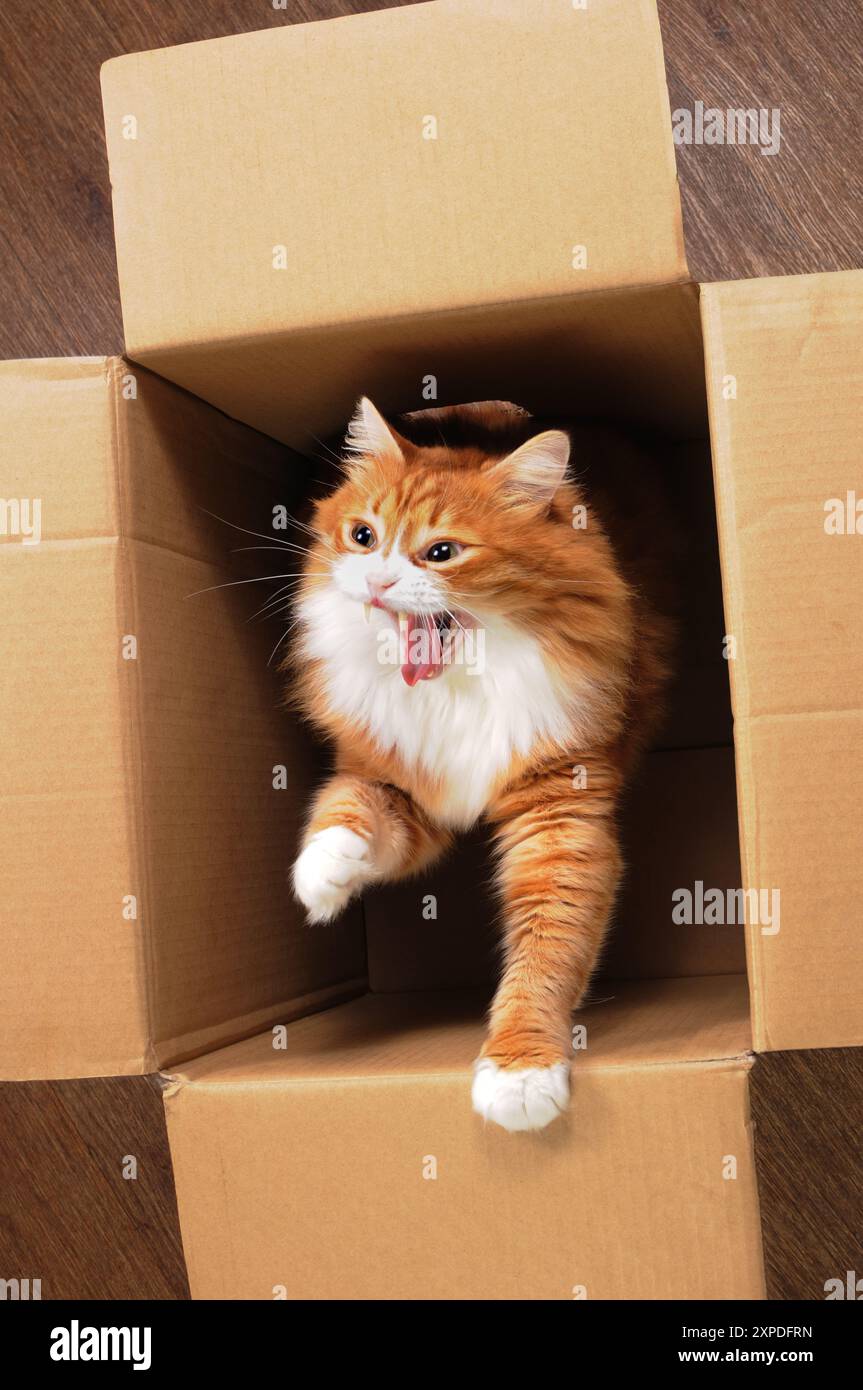 A ginger cat jumps out of a cardboard box Stock Photo - Alamy