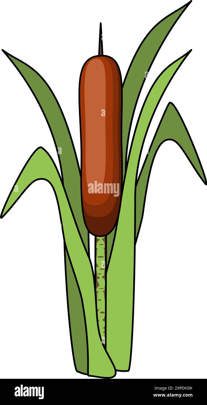 Cattails are a genus of flowering plant in flat technique vector ...