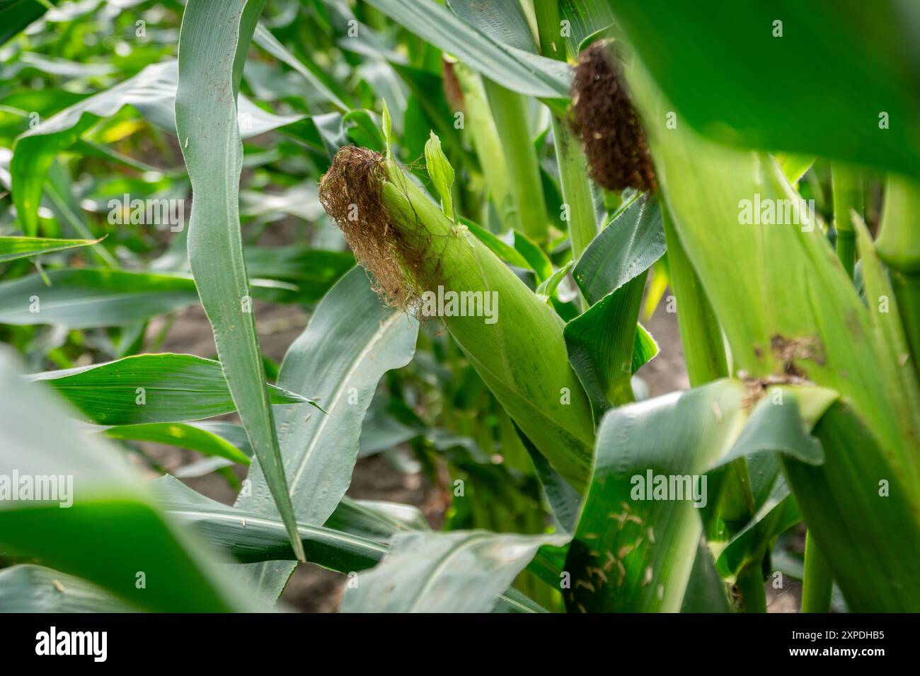 Corn cobs as a future corn harvest on a farm field. Fodder crops, food ...