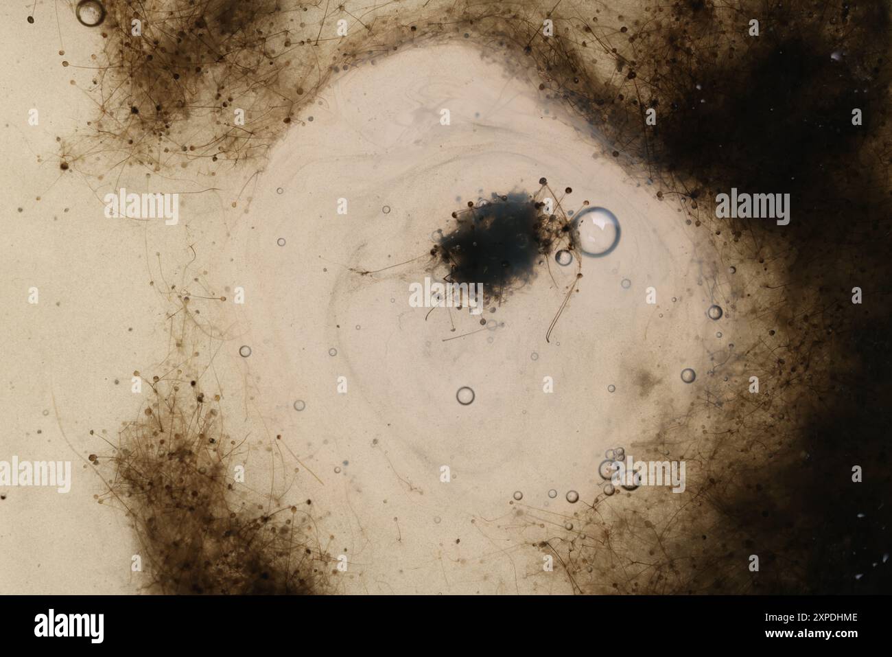 Sample of bacteria culture as background, macro view Stock Photo - Alamy