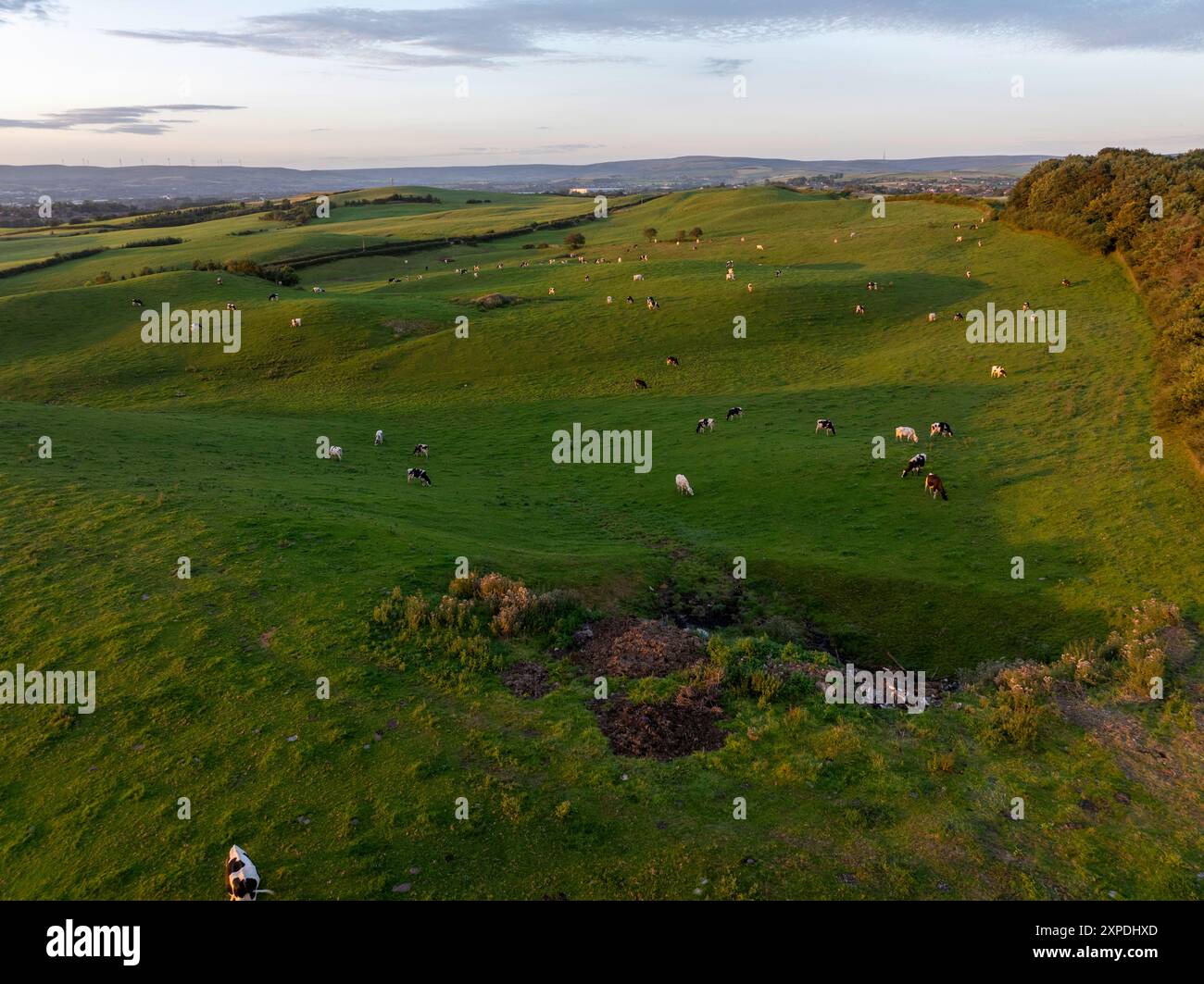 Aerial image of cows grazing on a side hill, green fields of Tandle ...