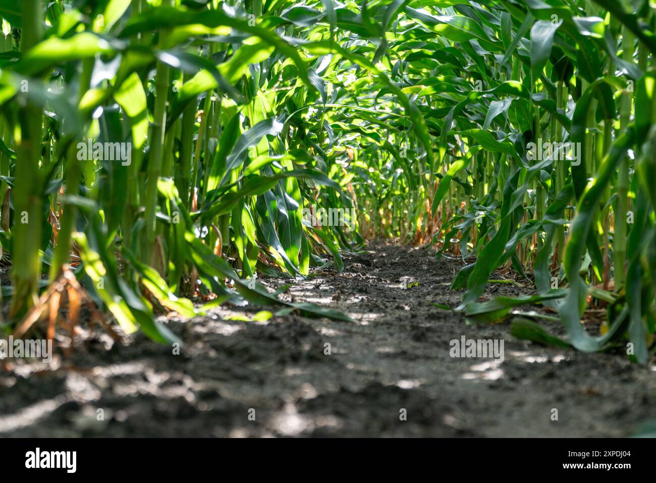 Rows of corn on a farm field. Fodder crops, food production and ...