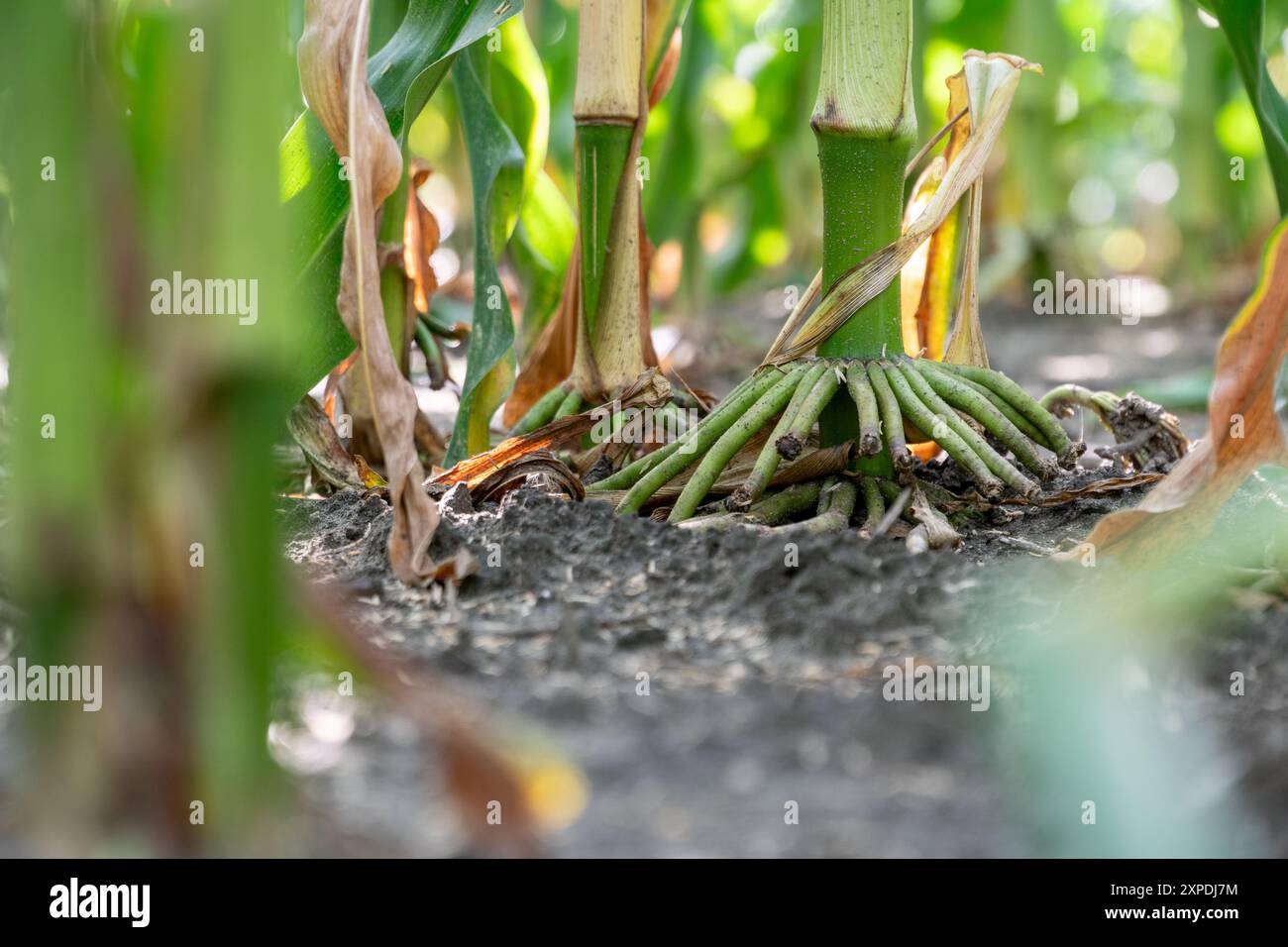 Corn growth stages hi-res stock photography and images - Alamy