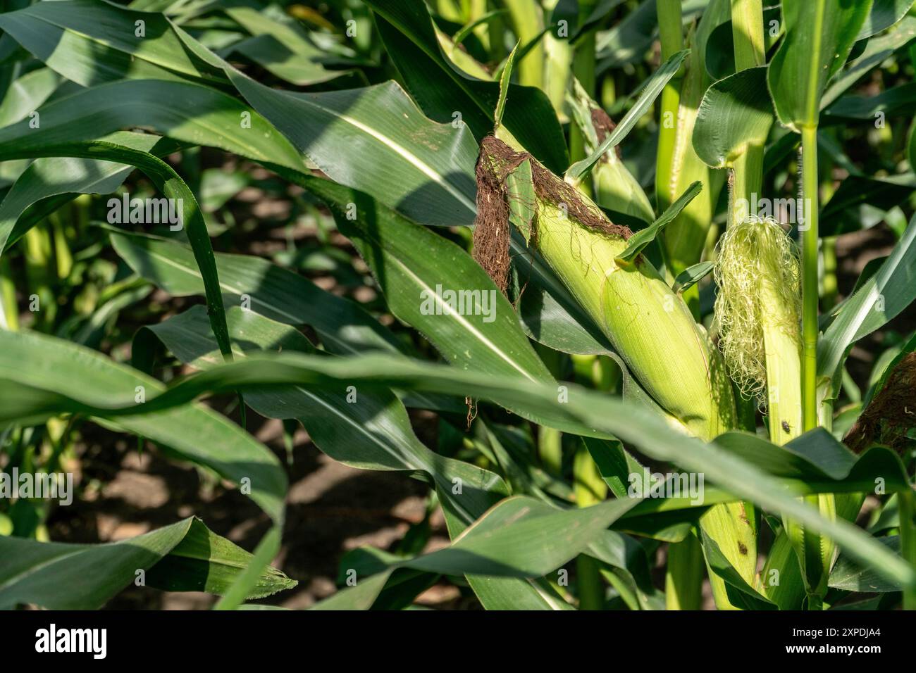 Corn cobs as a future corn harvest on a farm field. Fodder crops, food ...