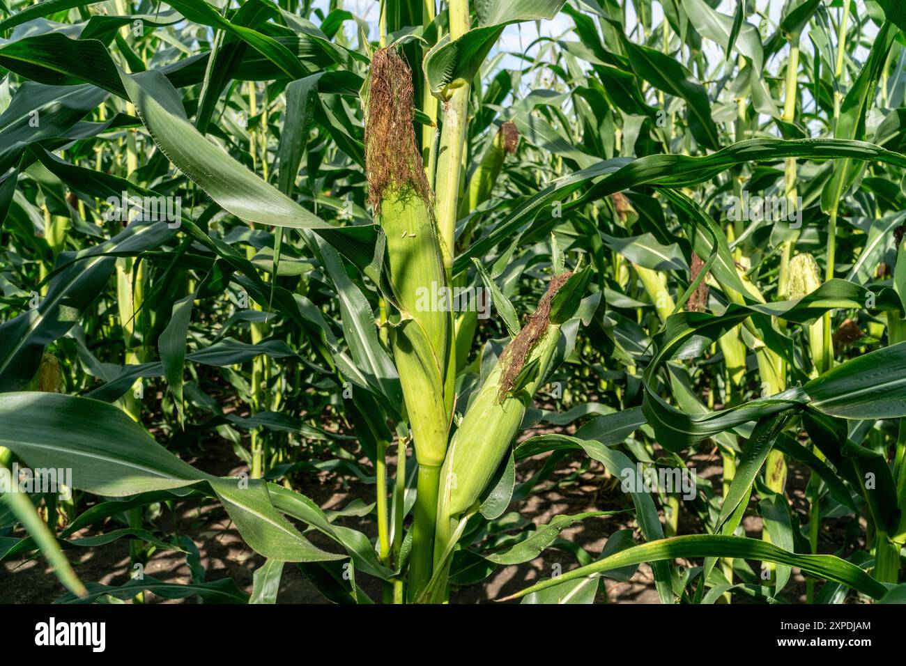 Corn cobs as a future corn harvest on a farm field. Fodder crops, food ...