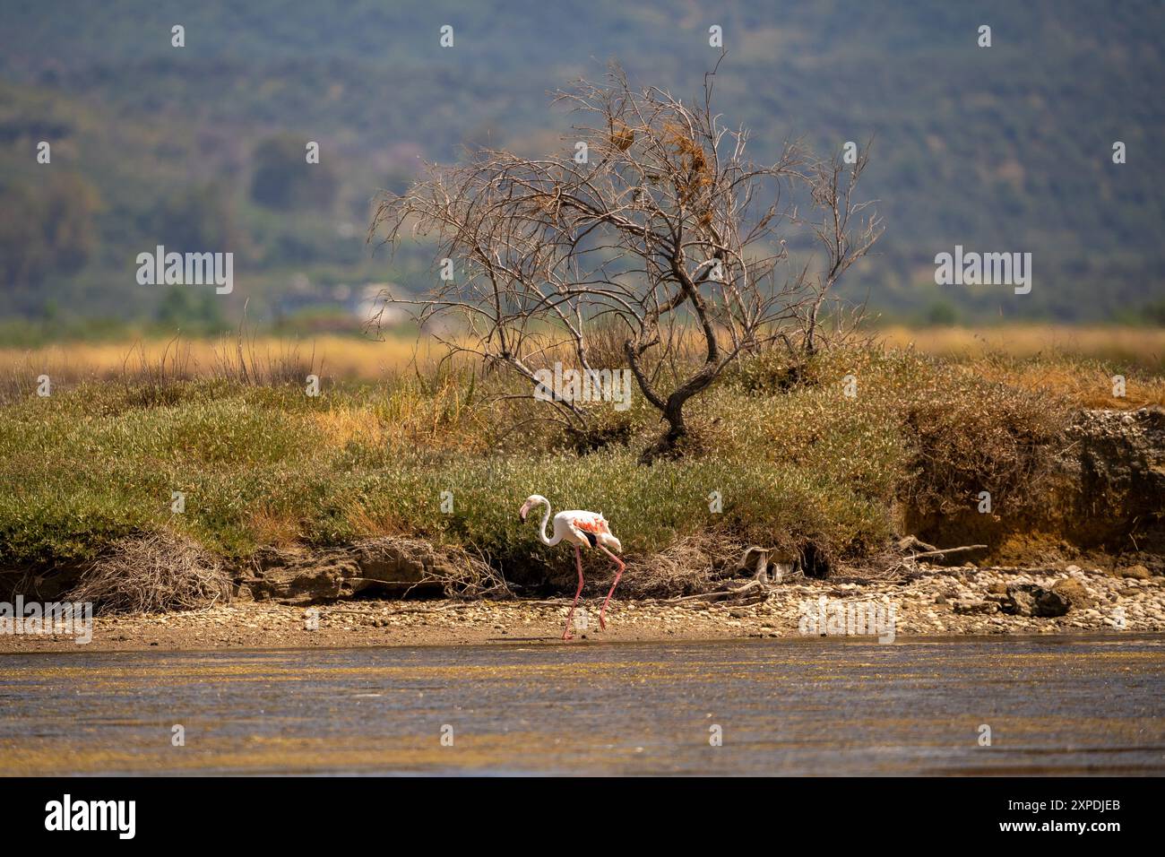 Captivating Flamingo Ballet in Albanian Lagoons Stock Photo - Alamy