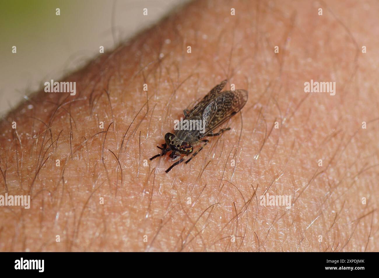 Haematopota pluvialis, common horse fly, notch-horned cleg fly, family ...
