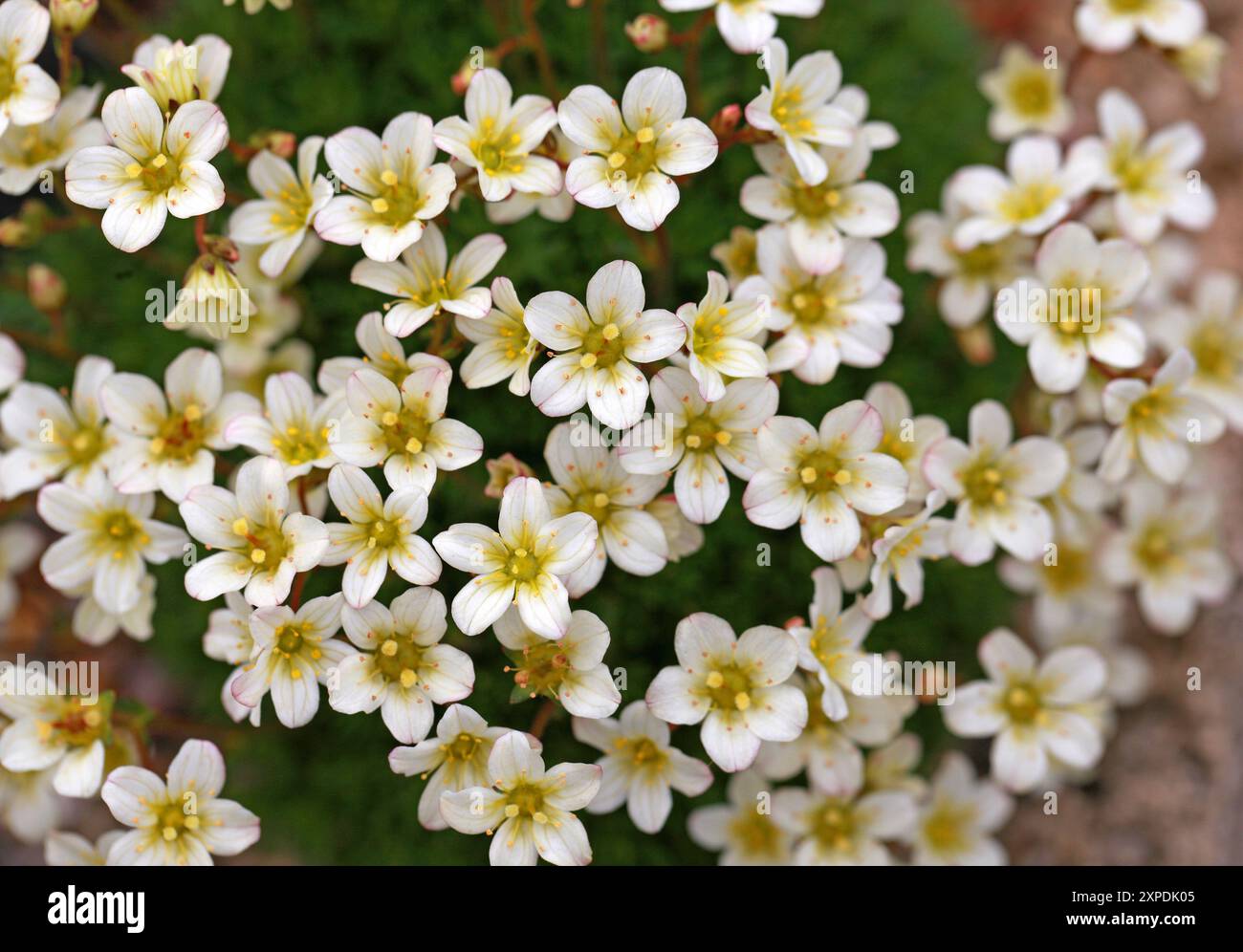Saxifraga "White Pixie", Saxifragaceae Stock Photo - Alamy