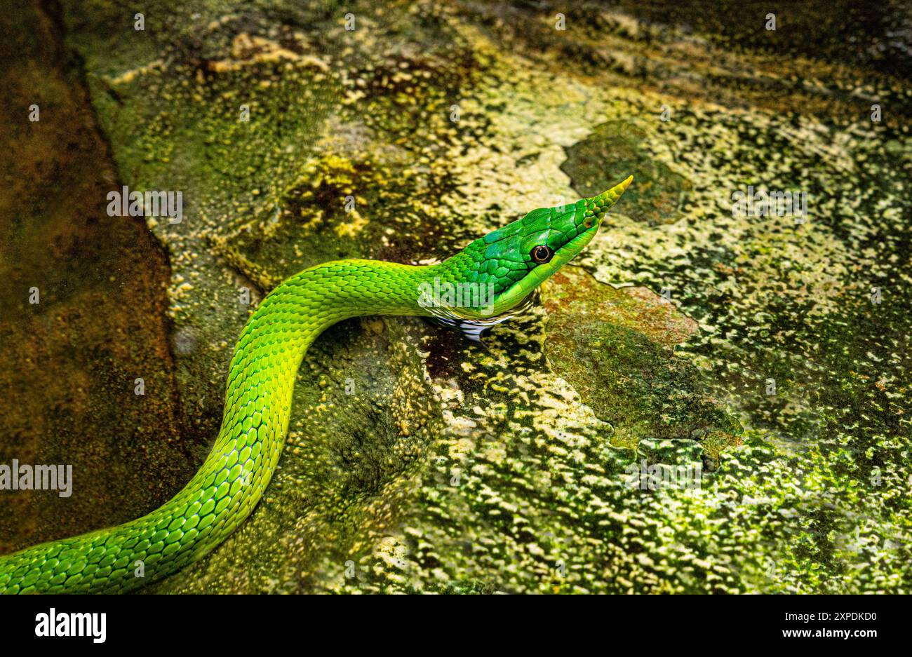 Vietnamese long-nosed snake (Gonyosoma boulengeri) on a branch, captive ...