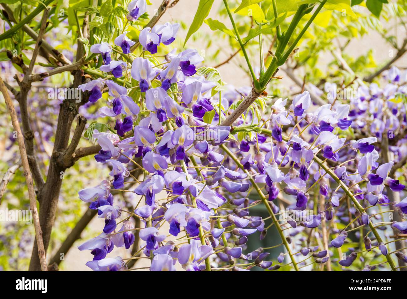 Blooming Wisteria Sinensis with classic purple flowers in full bloom in ...