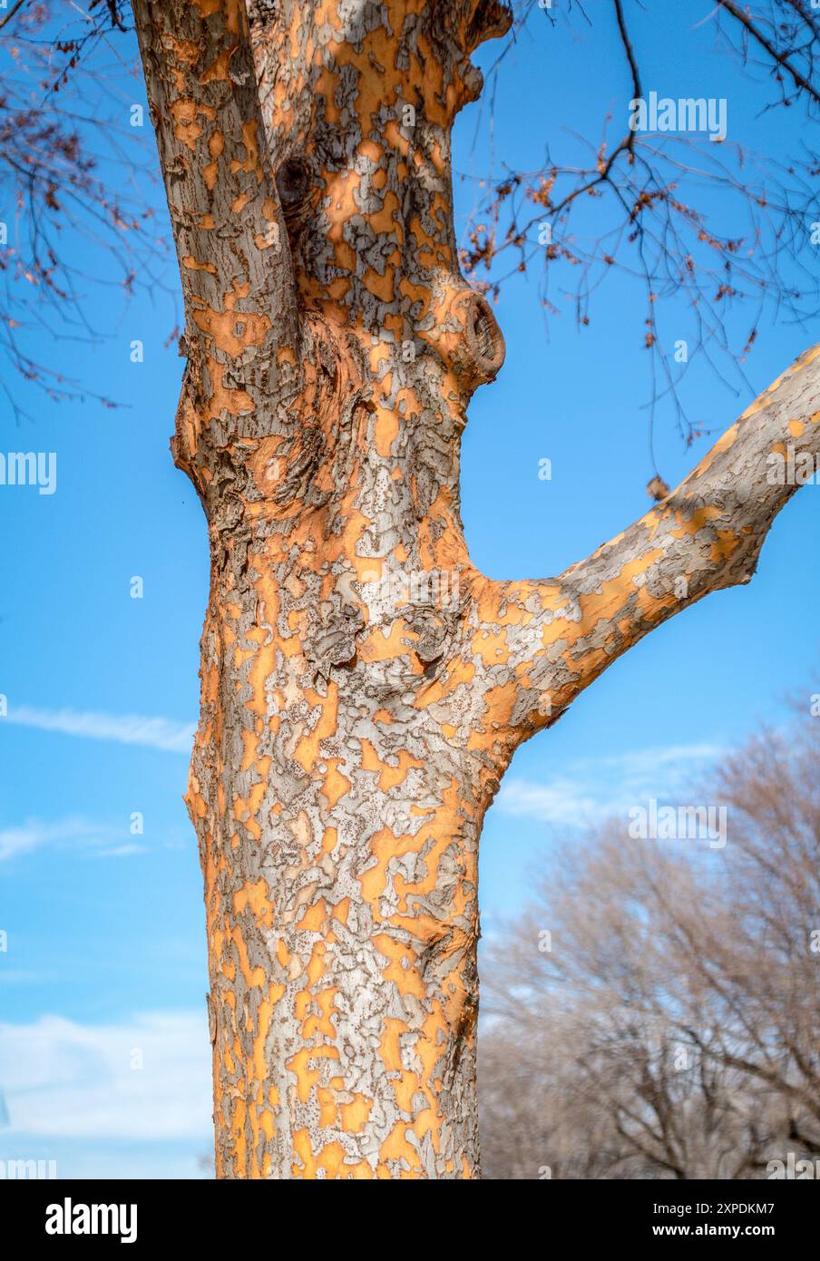 Chinese Elm tree with cloud streaked blue sky in background Stock Photo ...