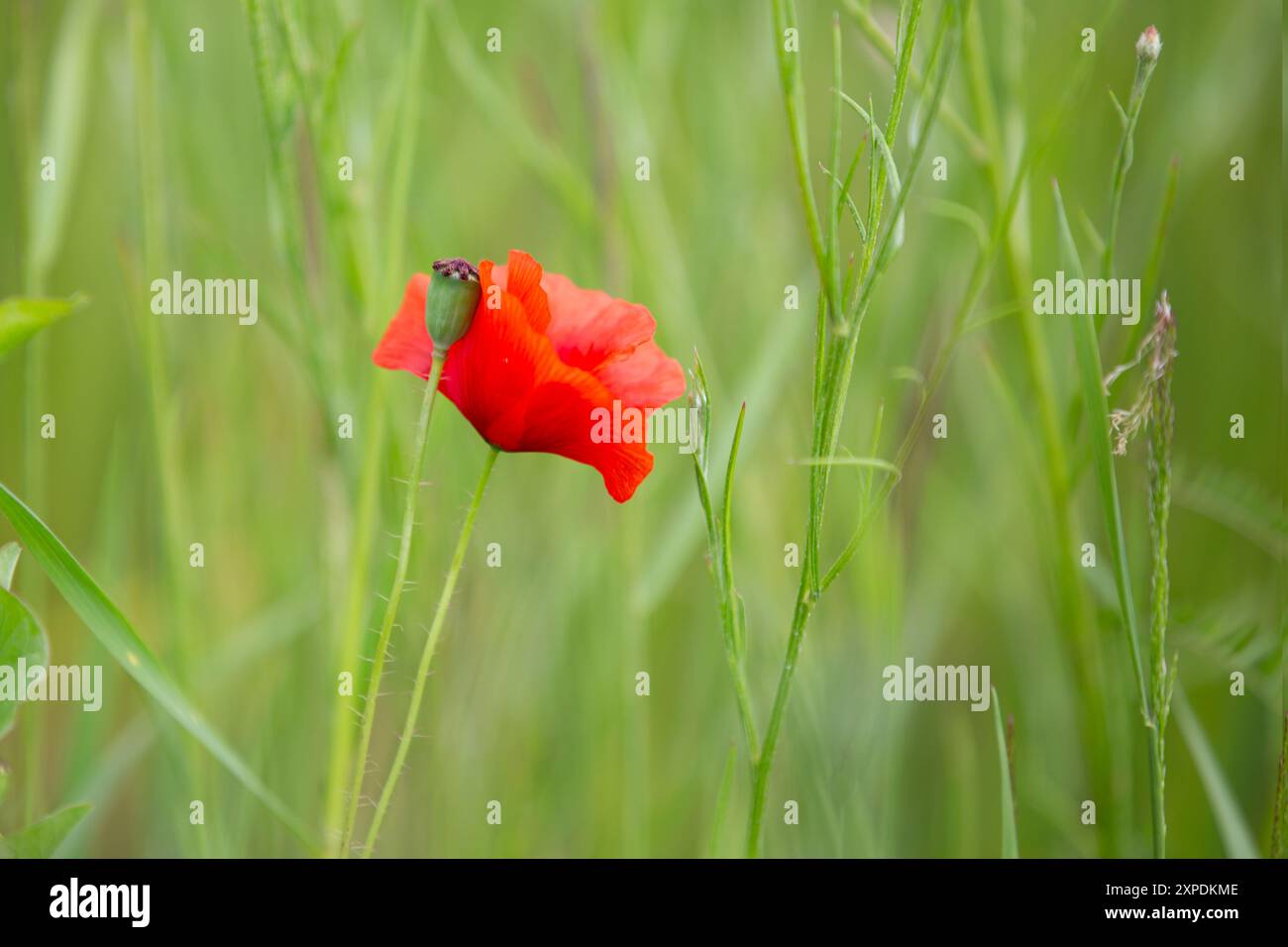 Poppy field as a symbol of Reconciliation Day Stock Photo - Alamy