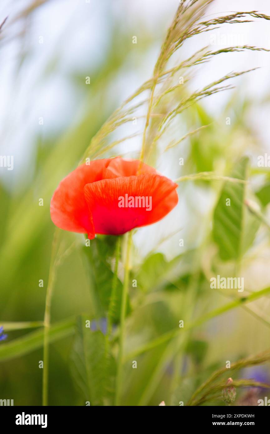 Poppy field as a symbol of Reconciliation Day Stock Photo - Alamy