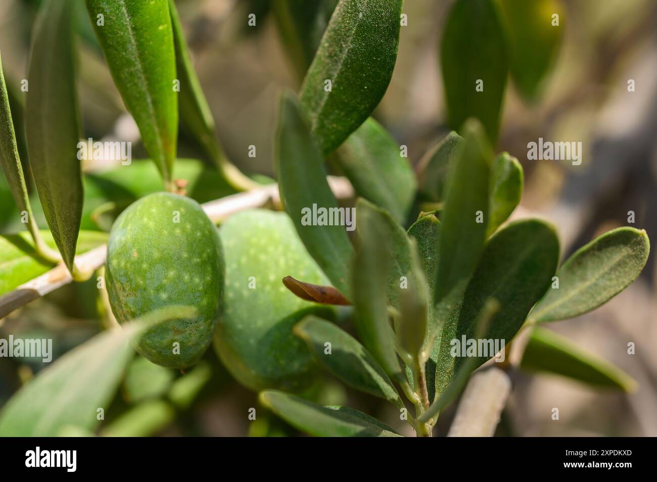 Olives ripened on trees in a city park Stock Photo - Alamy
