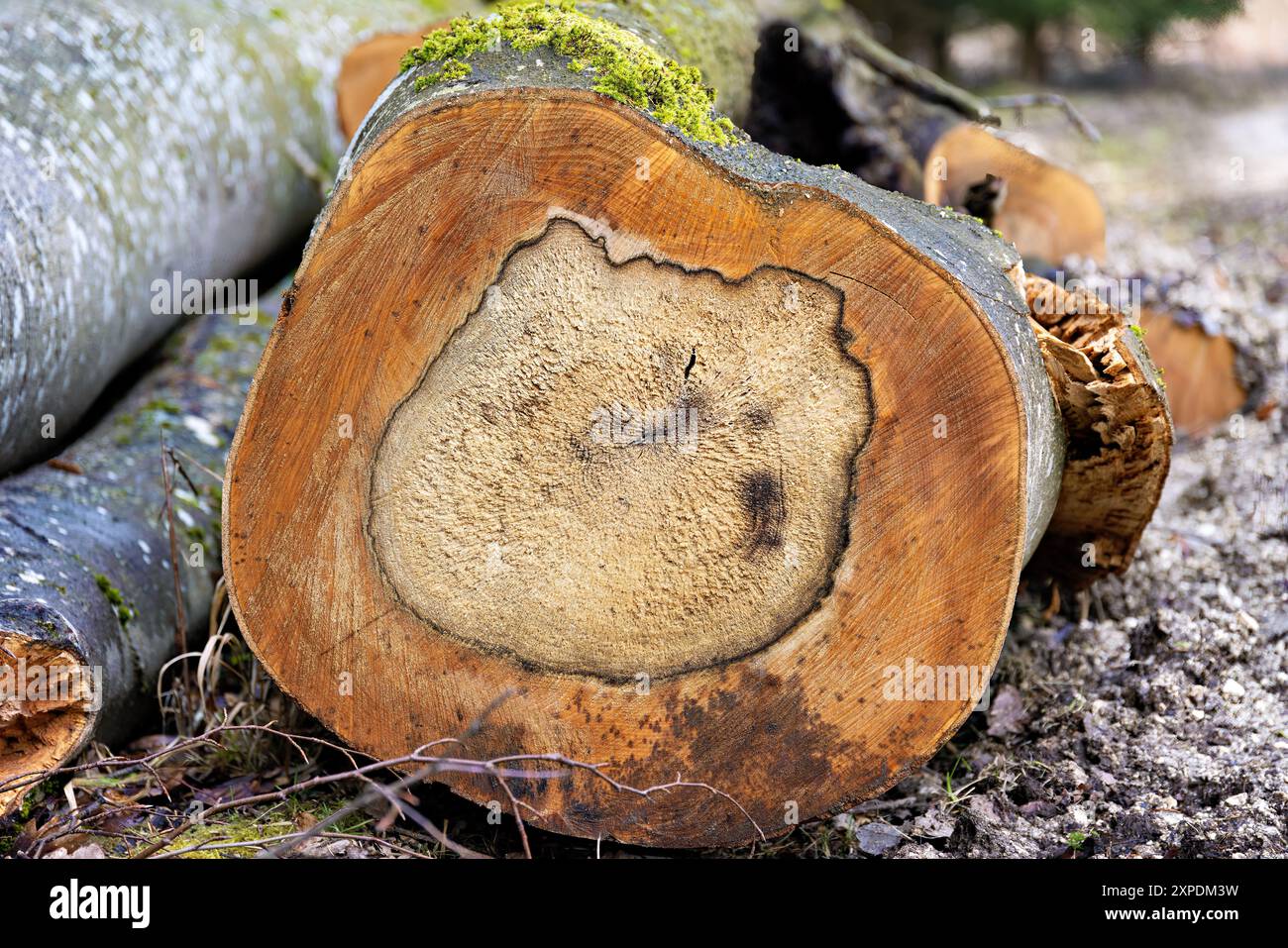 Cross section dead wood hi-res stock photography and images - Alamy