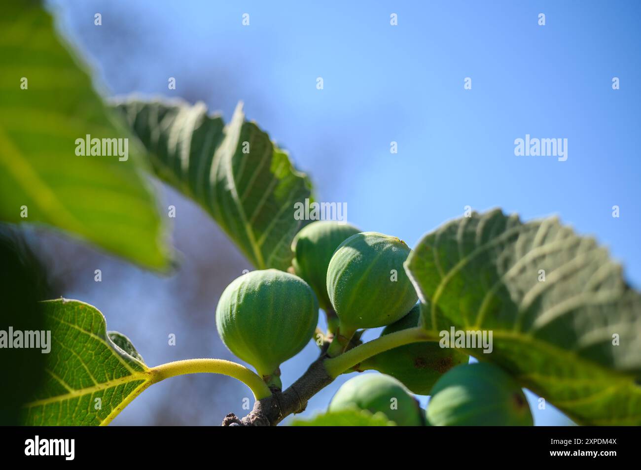 group of green figs ripening on the branches of their tree. selective ...