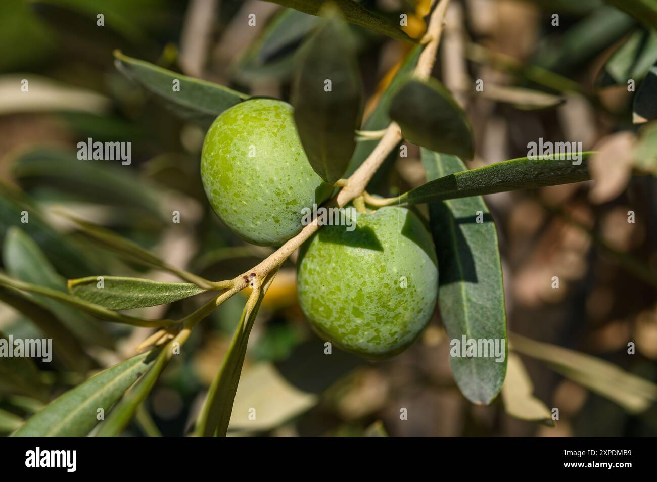 Olive tree with green ripe olives in olive garden. Green olive tree lit ...