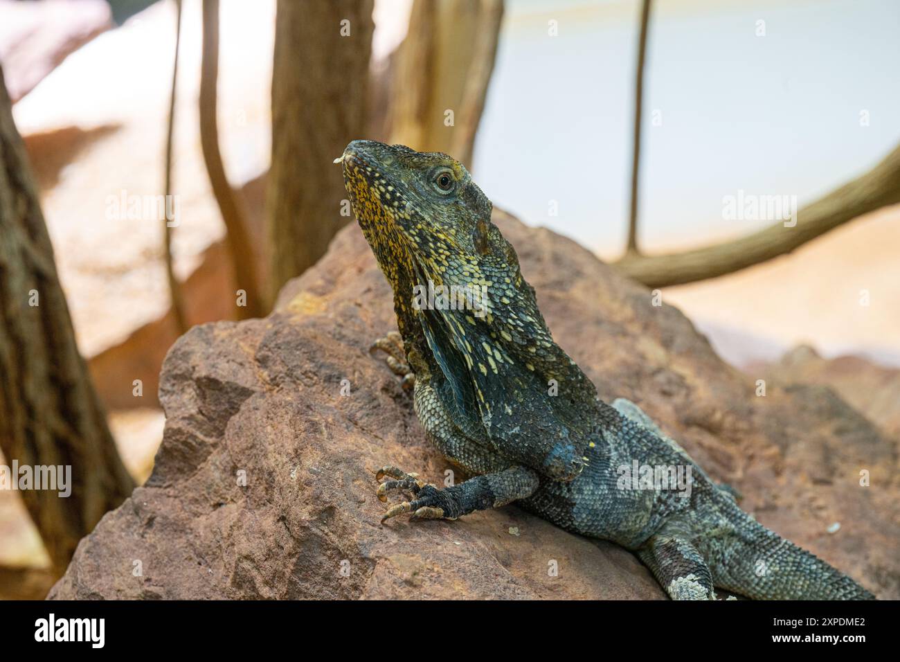 Frilled neck lizard (Chlamydosaurus kingii Stock Photo - Alamy