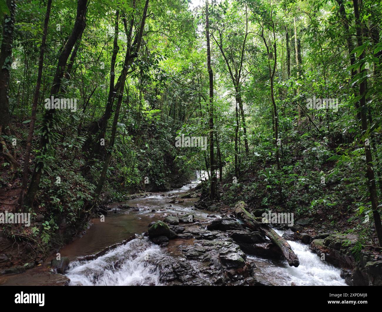 Stream in a tropical rainforest Stock Photo - Alamy