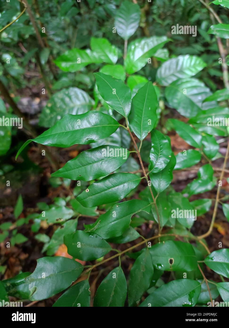 Plinia puriscalensis hi-res stock photography and images - Alamy