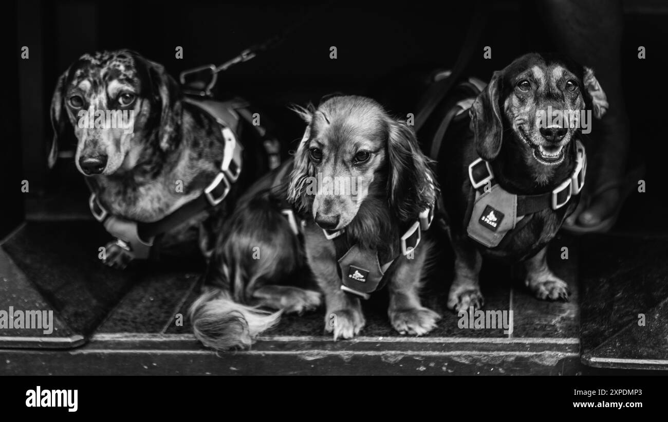 A black and white image of three pets posing for a photograph in London ...