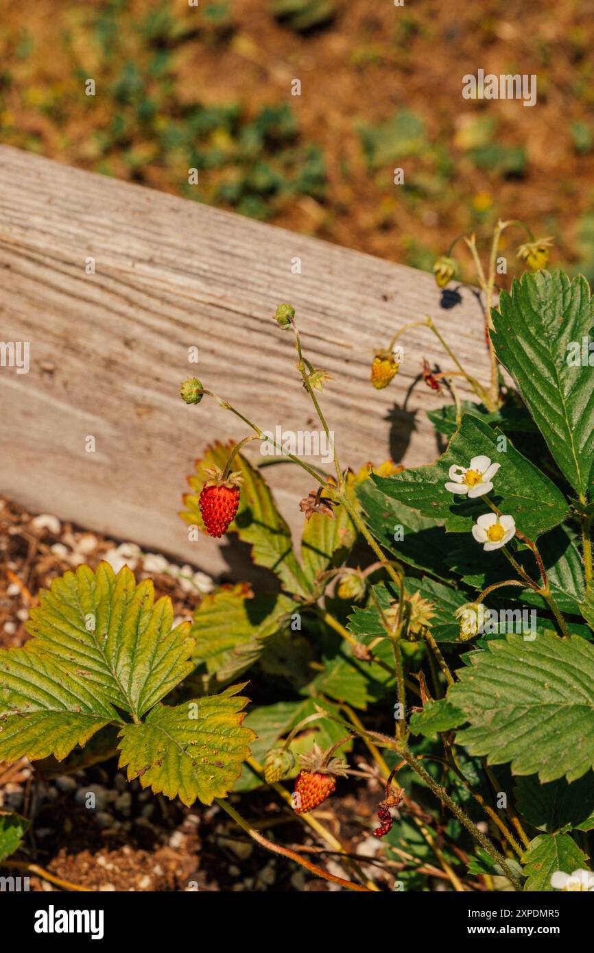Young strawberry hi-res stock photography and images - Alamy