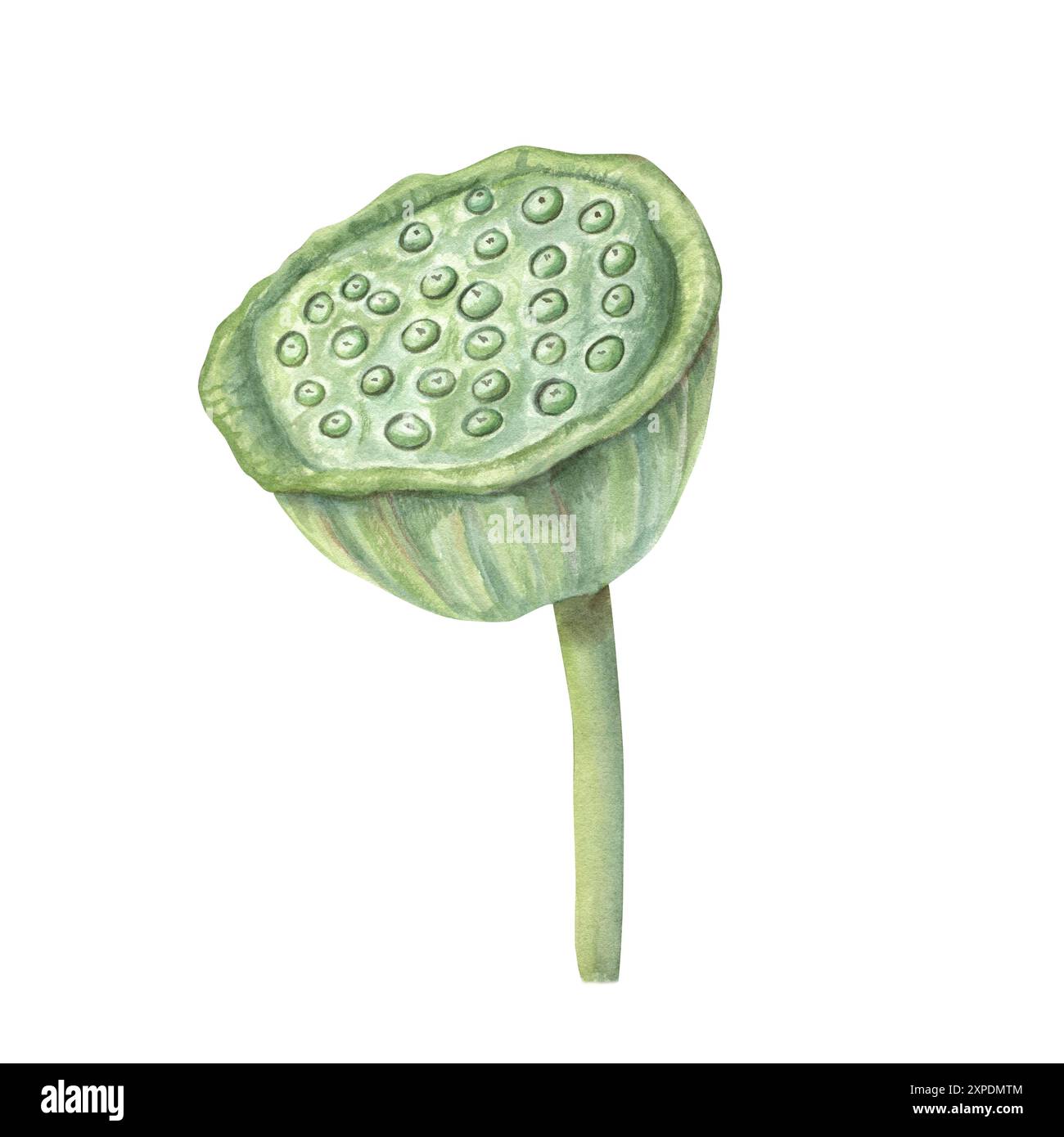 Lotus flower side view Cut Out Stock Images & Pictures - Alamy