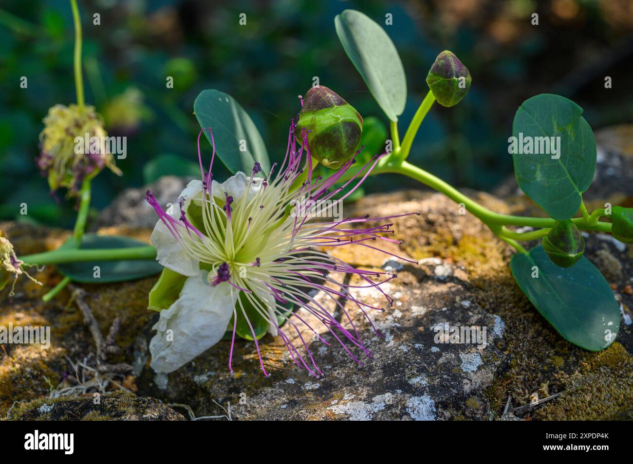 Growing caper plant in bloom with delicate pink flowers and fruits ...