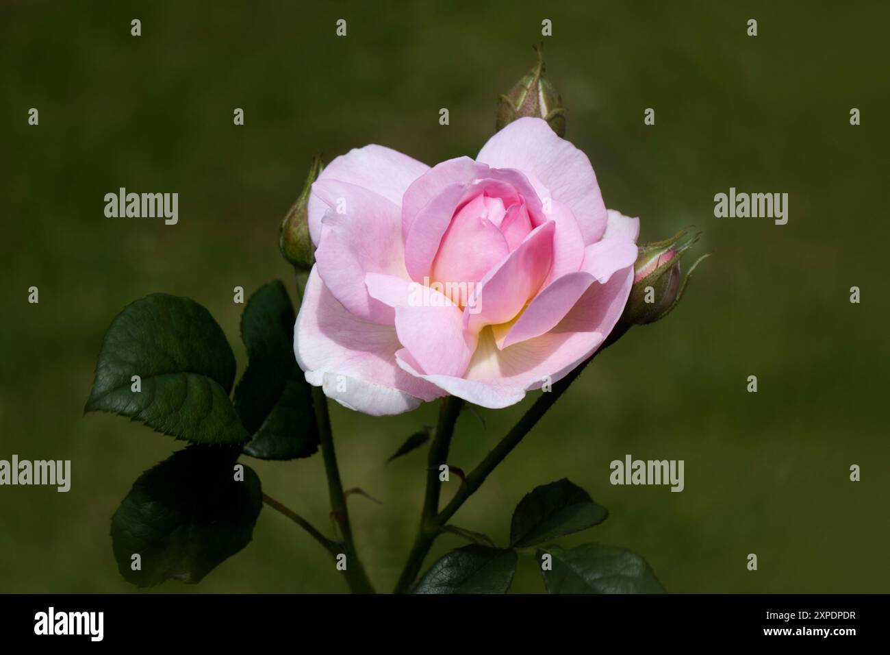 Sceptred Isle Pink Rose as in John of Gaunt's Speech Expressing His ...