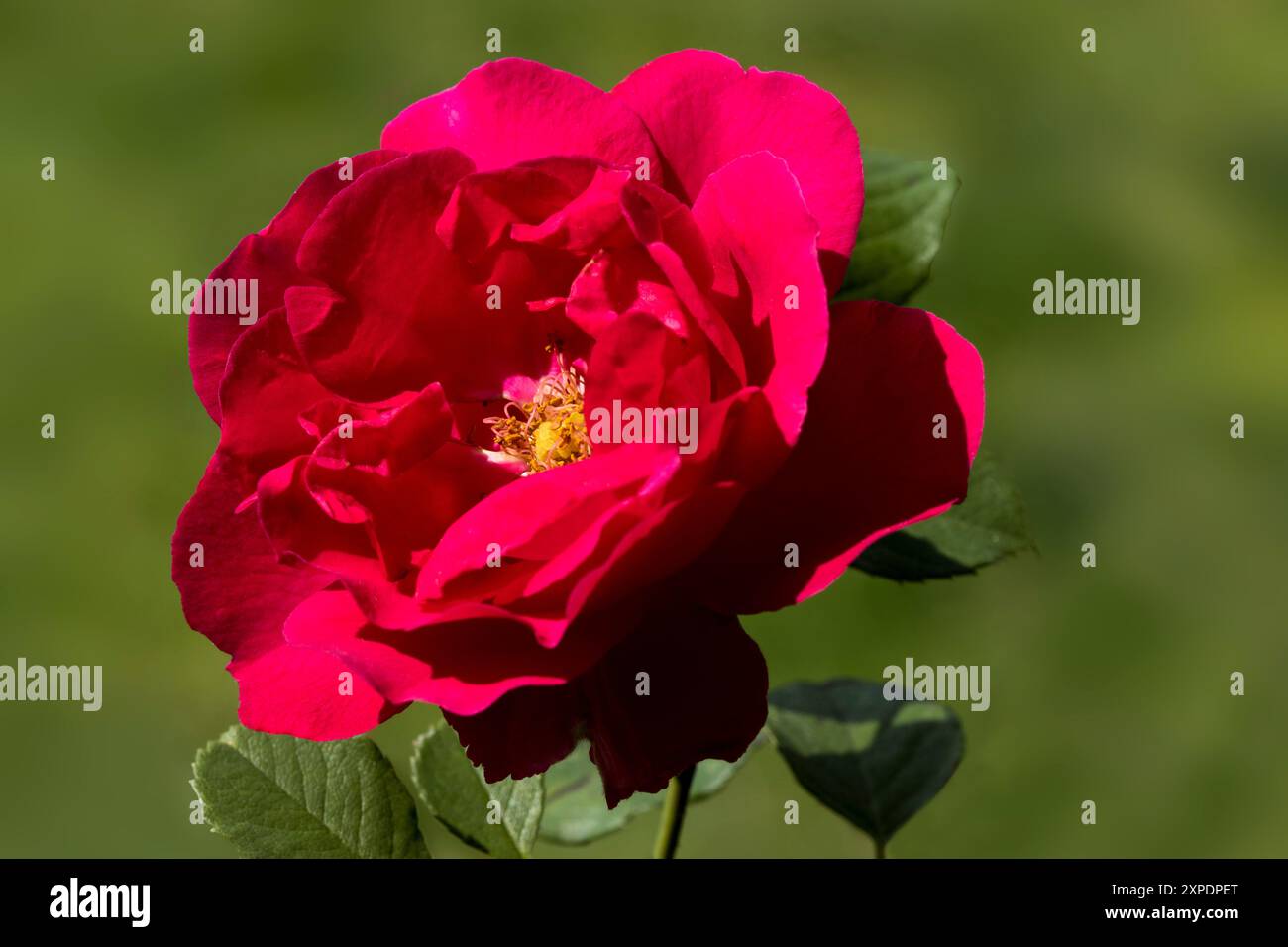 Prolific climbing rose hi-res stock photography and images - Alamy