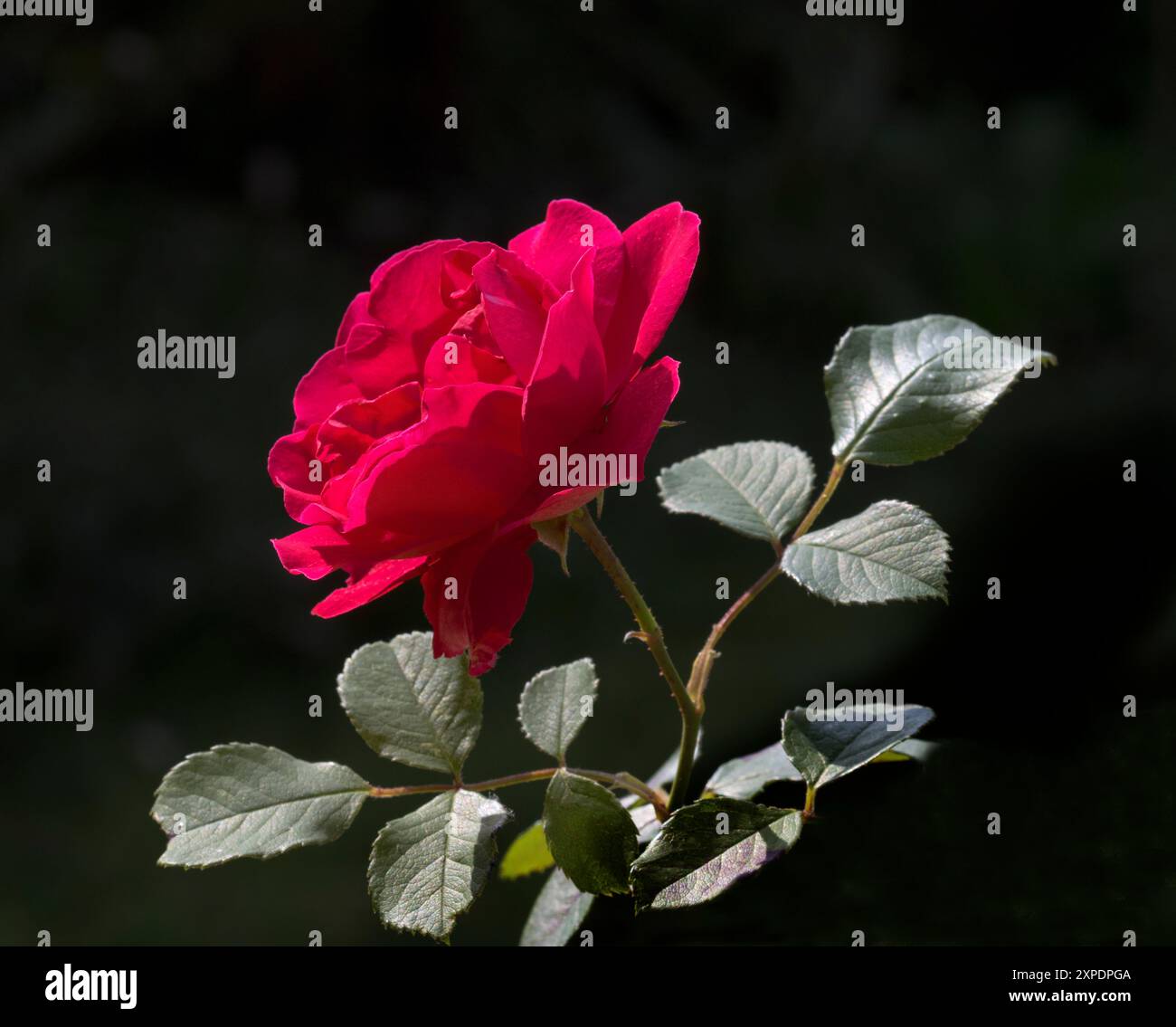 Scarlet red rose hi-res stock photography and images - Alamy