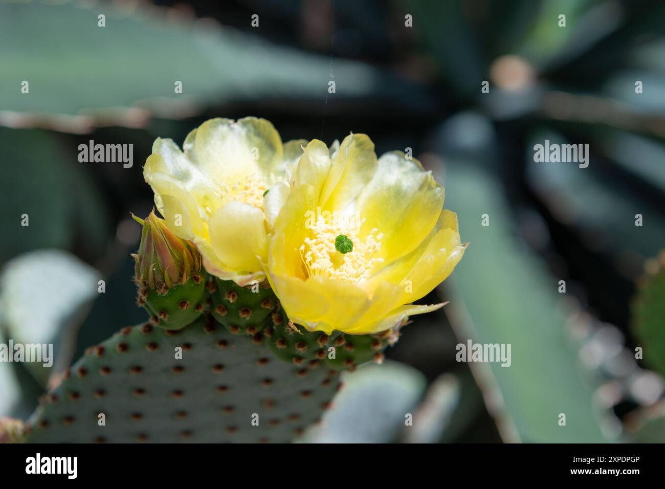 Close up of flowers on a wheel cactus (opuntia robusta Stock Photo - Alamy