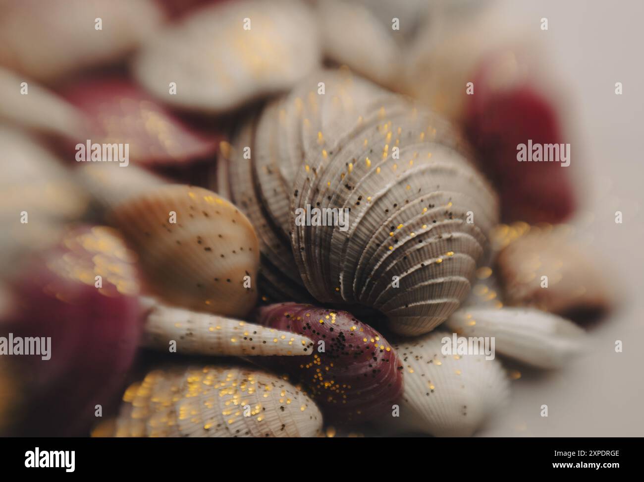 Sea shells pattern. Seashell background. Sea shells collection. Marine ...