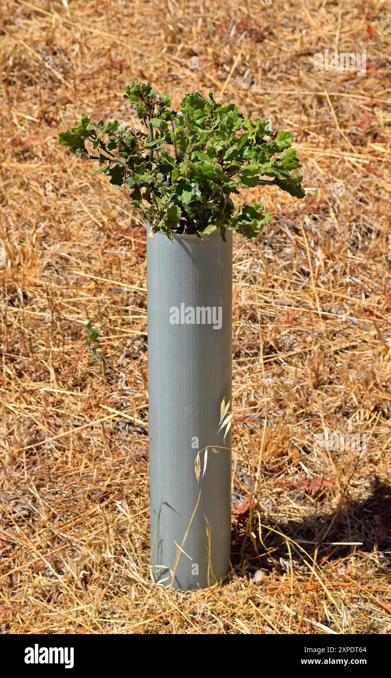 plant in grow tube at Quarry Lakes Regional, Recreation Area ...