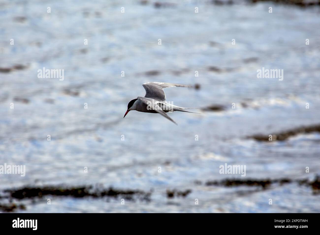 A Common Tern, noted for its slender body and forked tail, spotted on ...