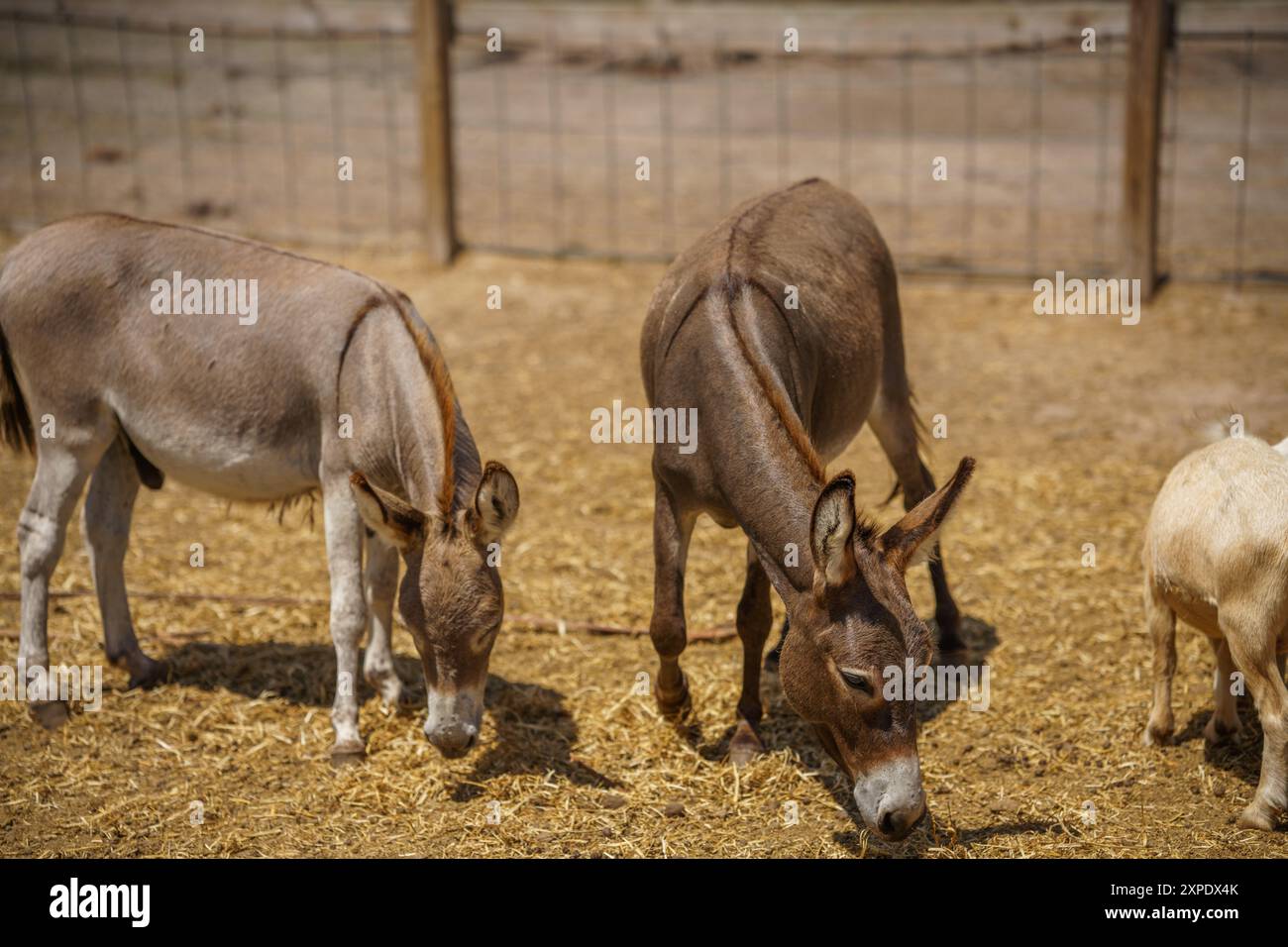 Stock photo of a donkey outdoors Stock Photo - Alamy