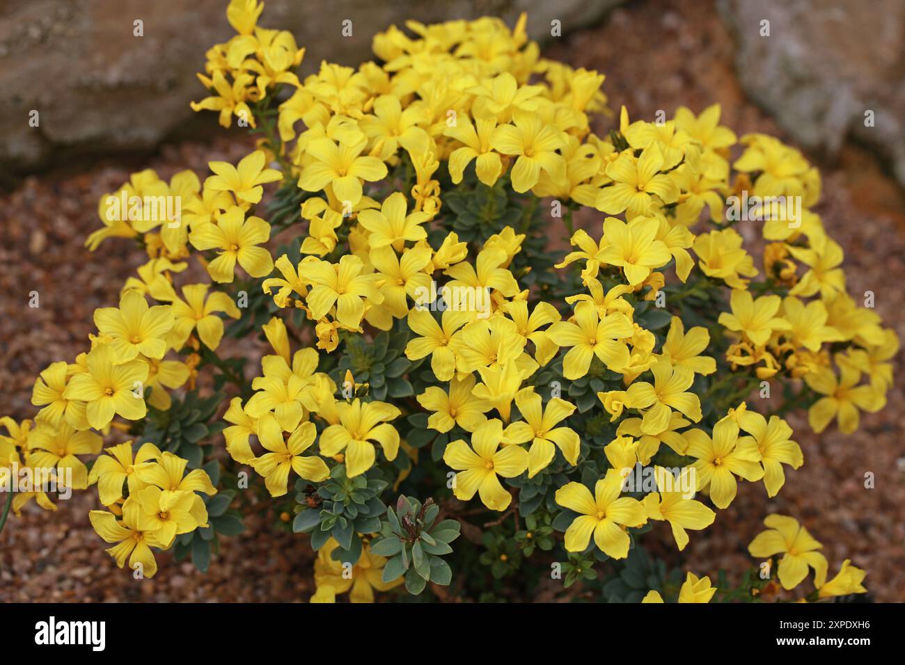 Flax, Linum doefleri, Linaceae, Crete, Greece Stock Photo - Alamy