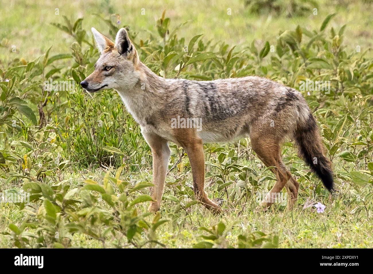 Golden Jackal, Ndutu Plains,Serengeti National Park, Tanzania Stock ...