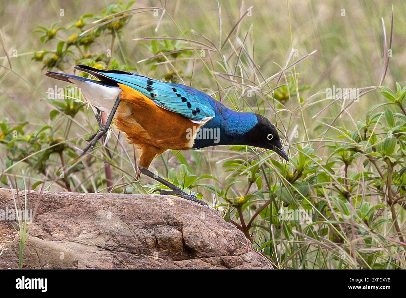 Superb Starling, Ndutu Plains,Serengeti National Park, Tanzania Stock ...