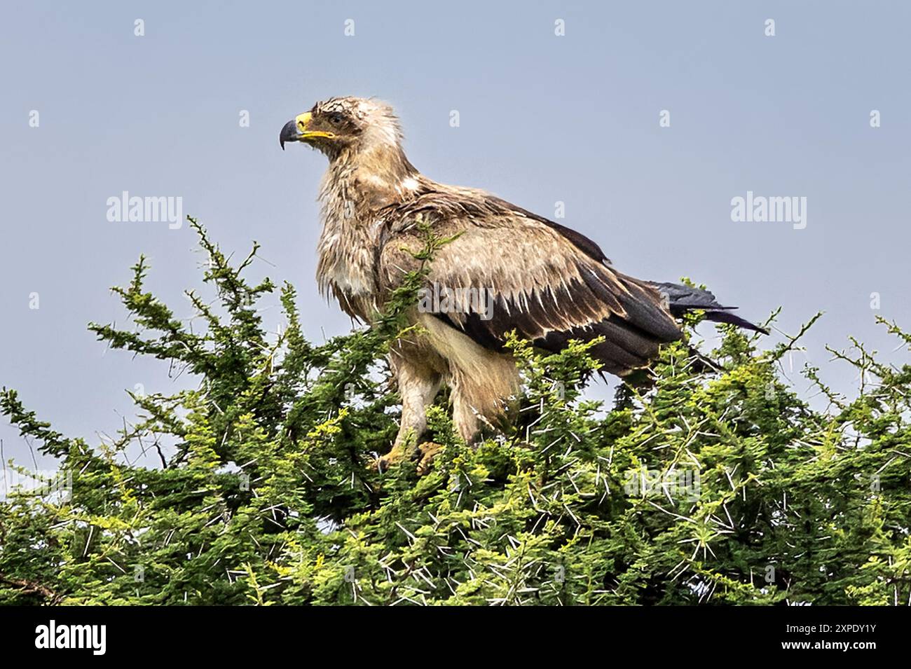 Booted Eagle, Ndutu Plains,Serengeti National Park, Tanzania Stock ...
