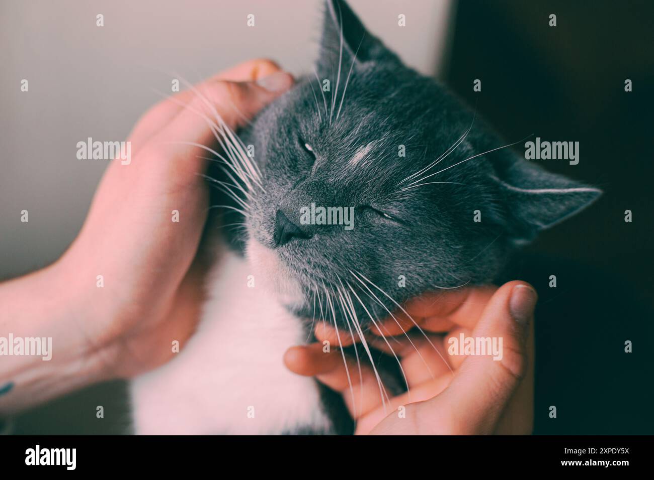 The owner gently strokes his beloved gray cat with his hands and ...