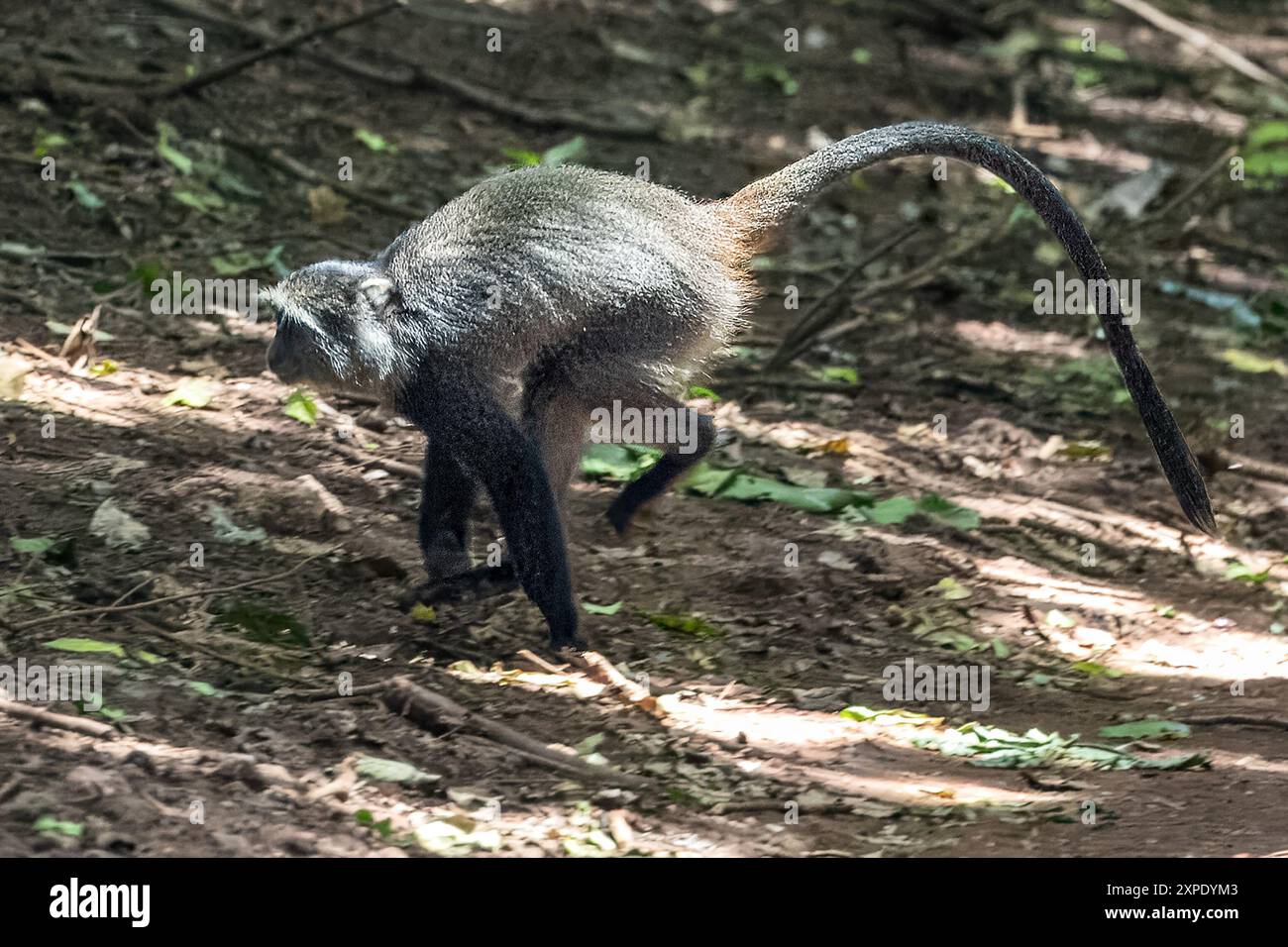 Scampering along hi-res stock photography and images - Alamy