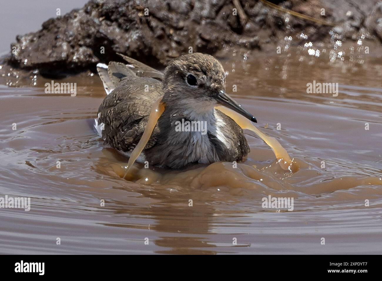 Common sandpiper, bathing, Manyara National Park, Tanzania Stock Photo ...