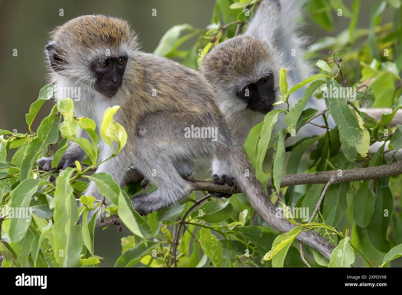 Monkeys search hi-res stock photography and images - Alamy