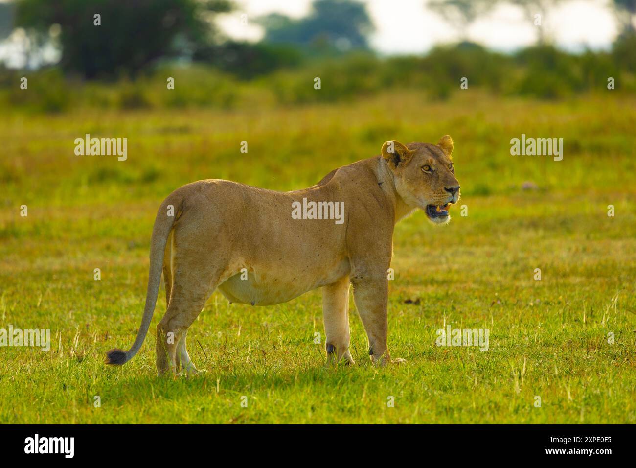 Lioness in the savanna. Western Serengeti. Grumeti area. Serengeti National Park, Tanzania Stock ...